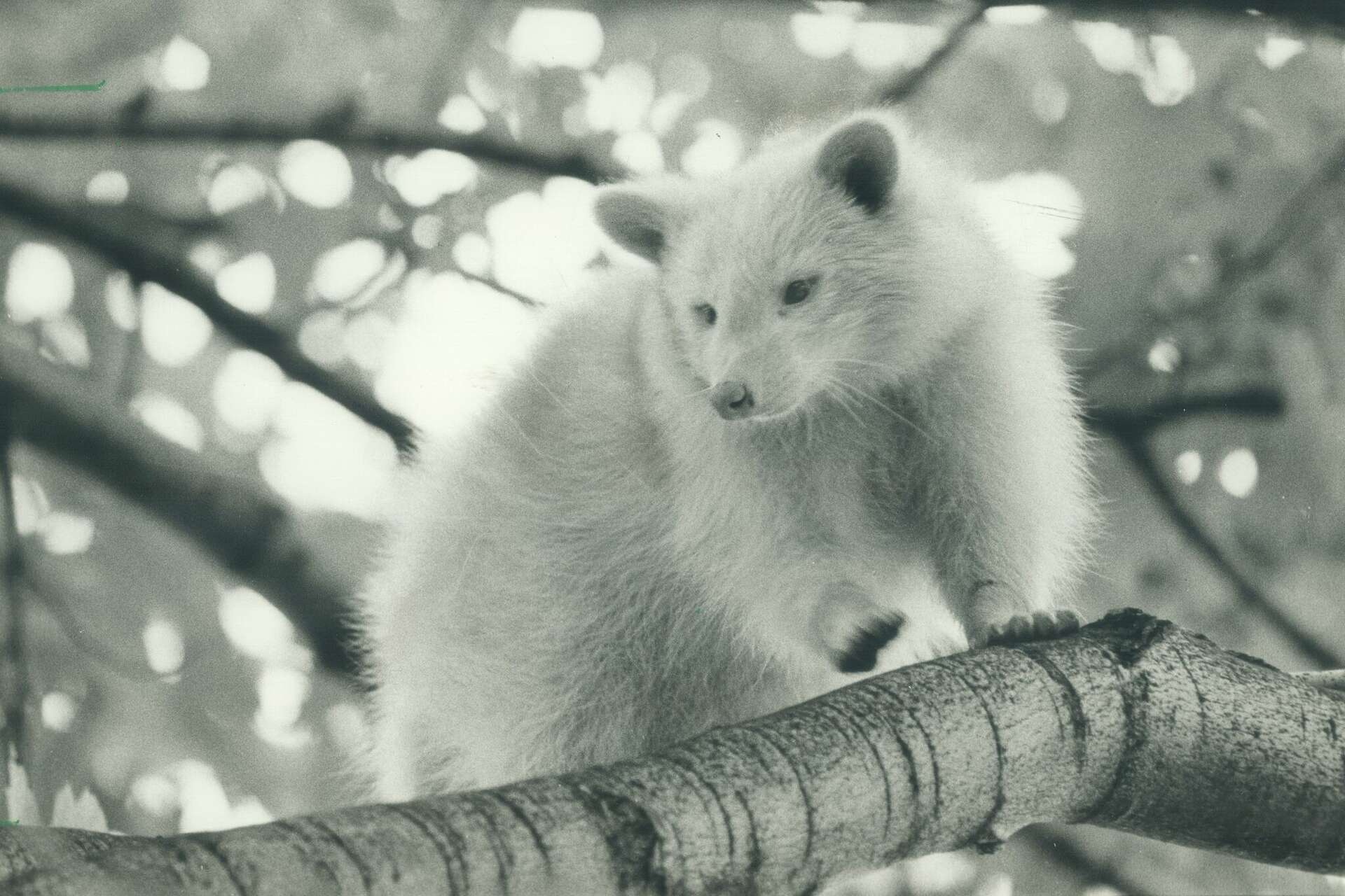 Super rare albino raccoon seen in College Station