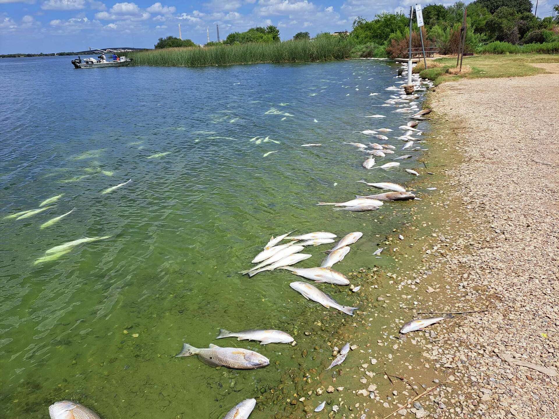 Hundreds of dead fish found in Calaveras Lake