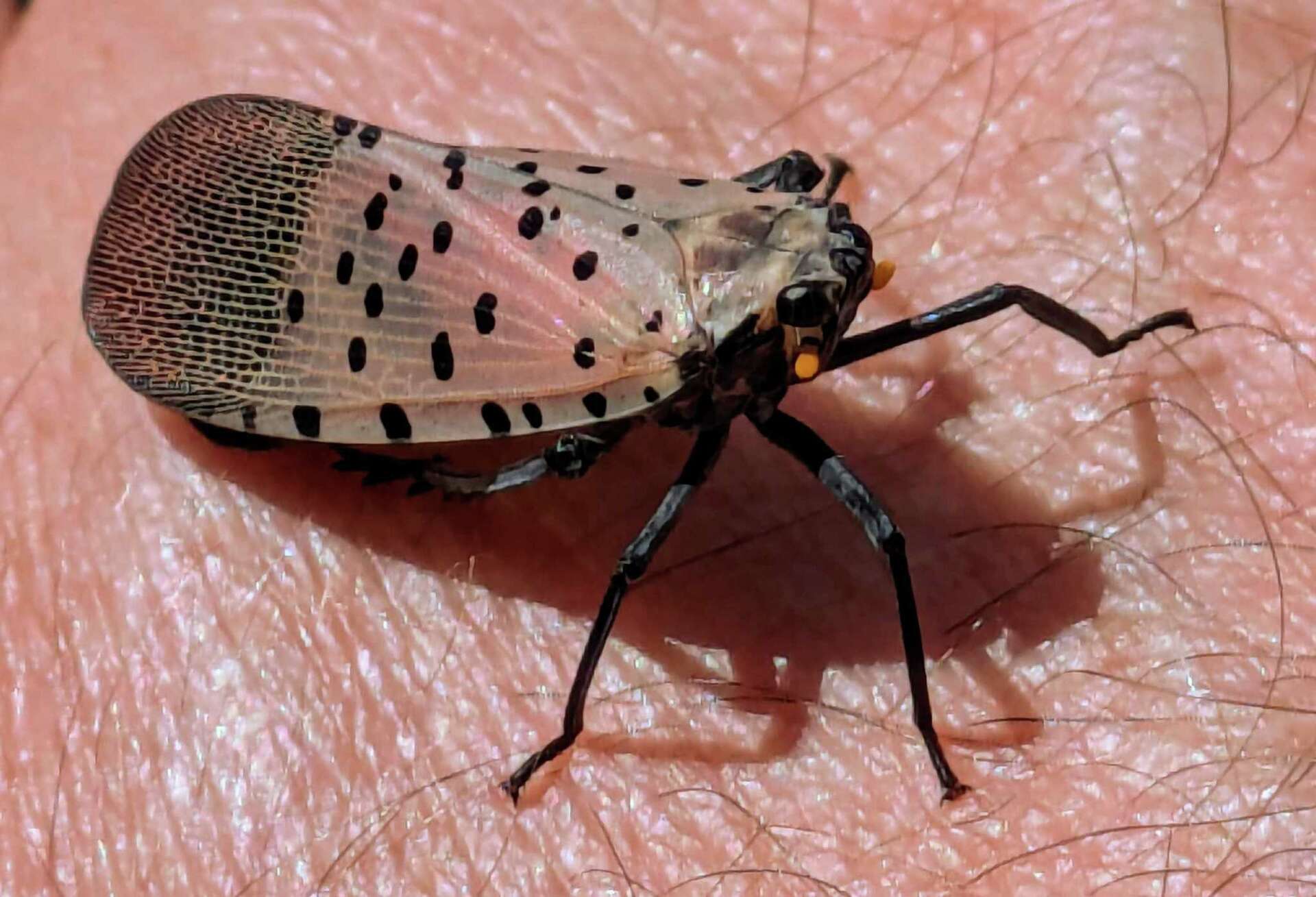 Spotted lanternfly population exploding in Connecticut