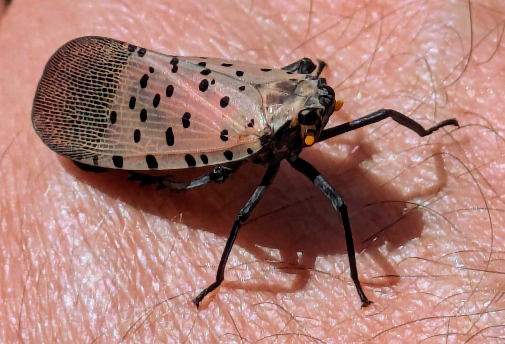 Spotted lanternfly population exploding in Connecticut