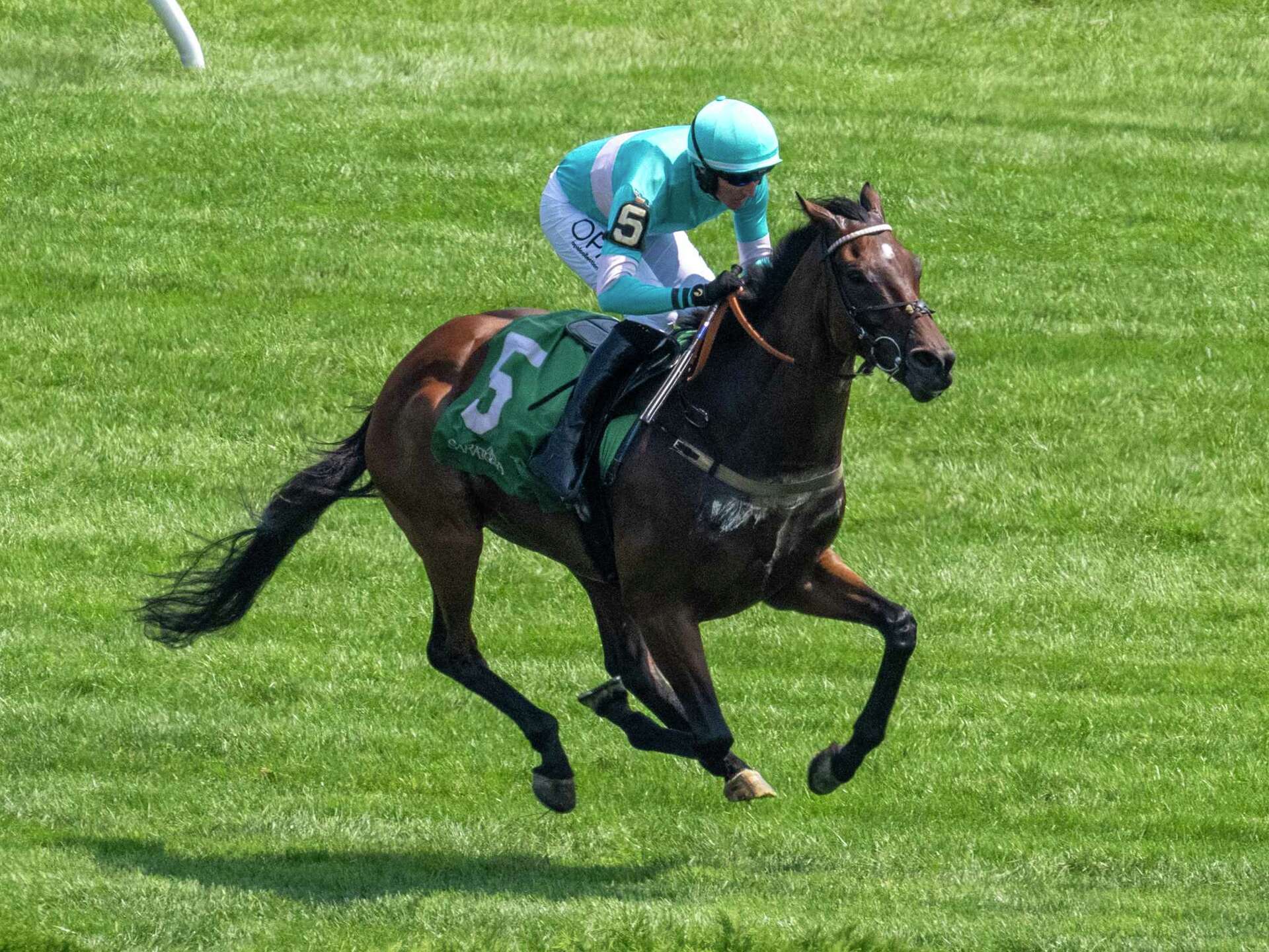Jimmy P dominant in winning Jonathan Sheppard at Saratoga Race Course