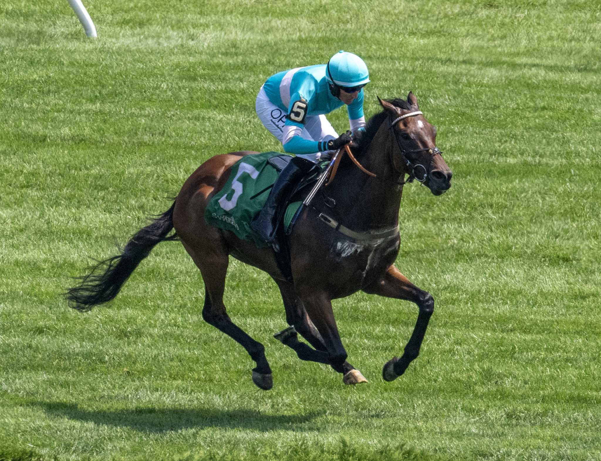 Jimmy P dominant in winning Jonathan Sheppard at Saratoga Race Course