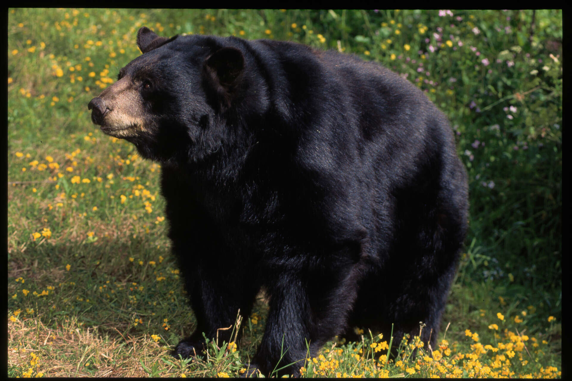 Bear family death: What really happened in Old Forge
