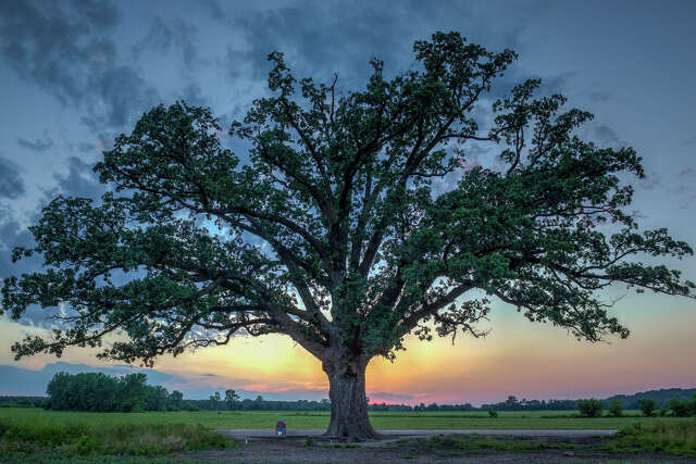 Best trees for Houston to replant after Beryl losses