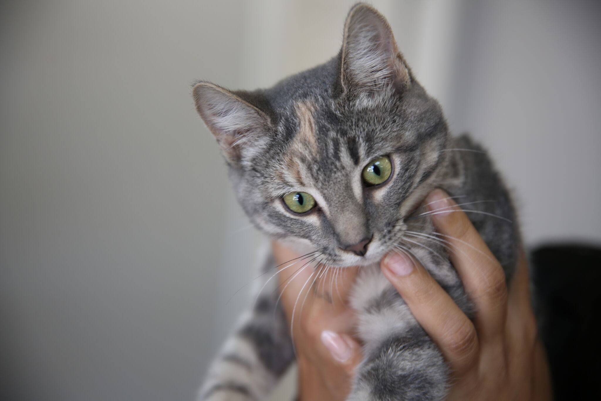 Mabee ARC opens to support Midland's animal welfare