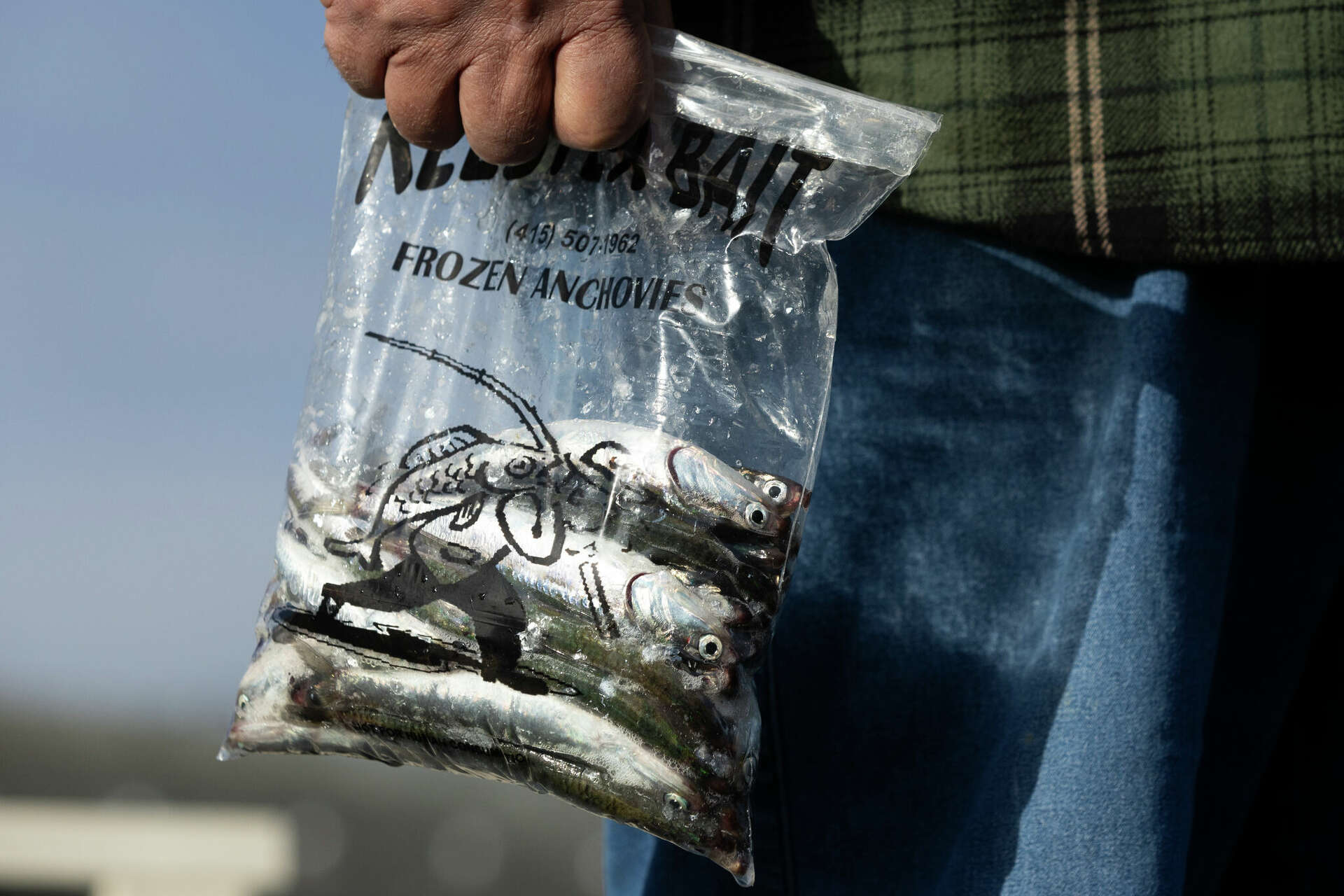 How local anchovies get from the San Francisco Bay to your plate