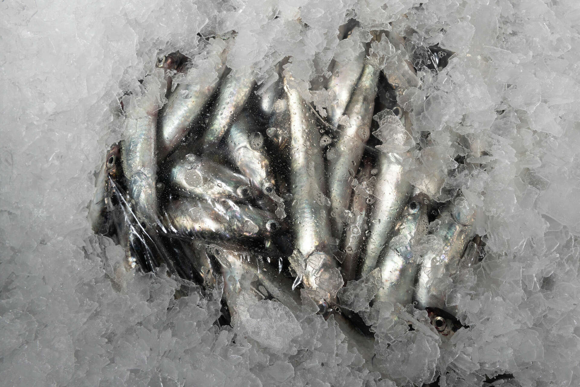 How local anchovies get from the San Francisco Bay to your plate