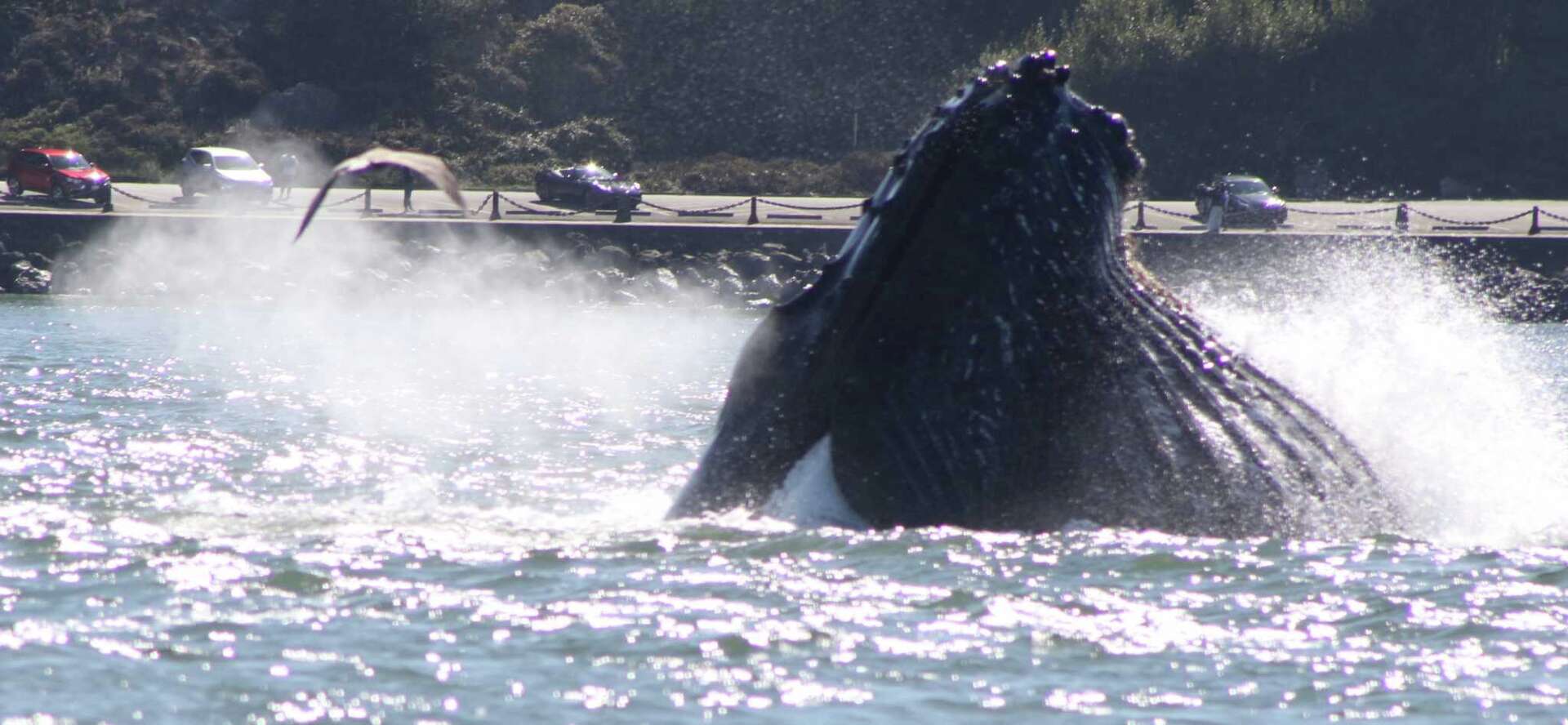 San Francisco Bay is awash with endangered whales. Is it good or bad?