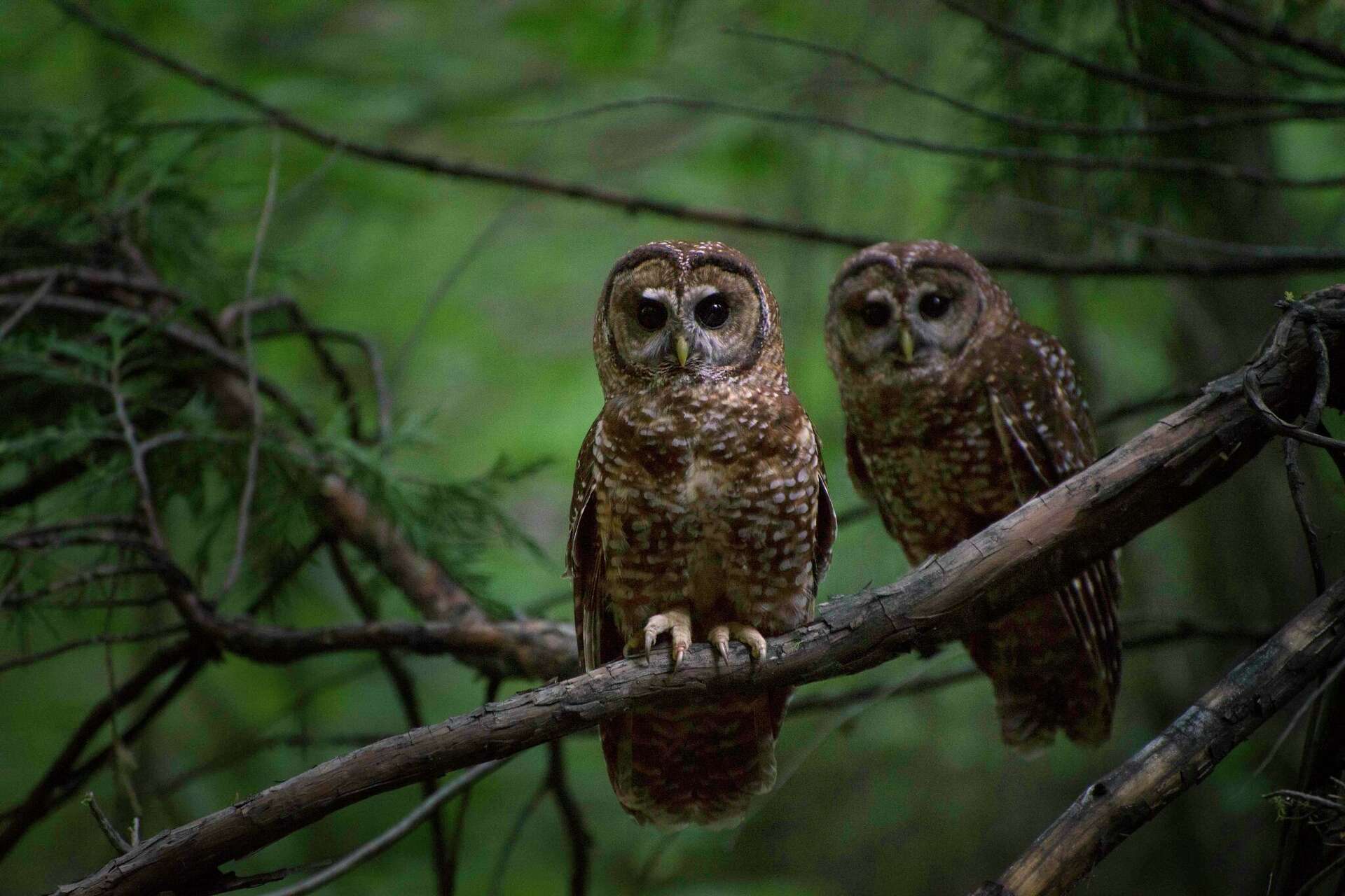 Thousands of California owls likely to be shot to save native species