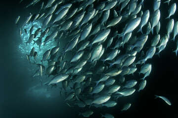 CT bluefish tournament set for Long Island Sound Aug. 24-25