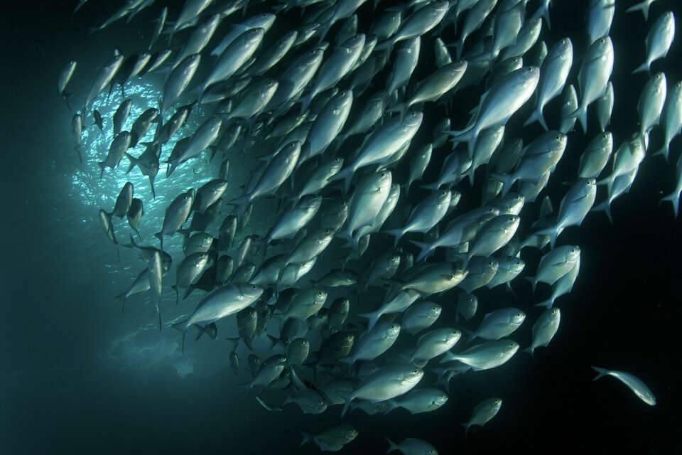 CT bluefish tournament set for Long Island Sound Aug. 24-25