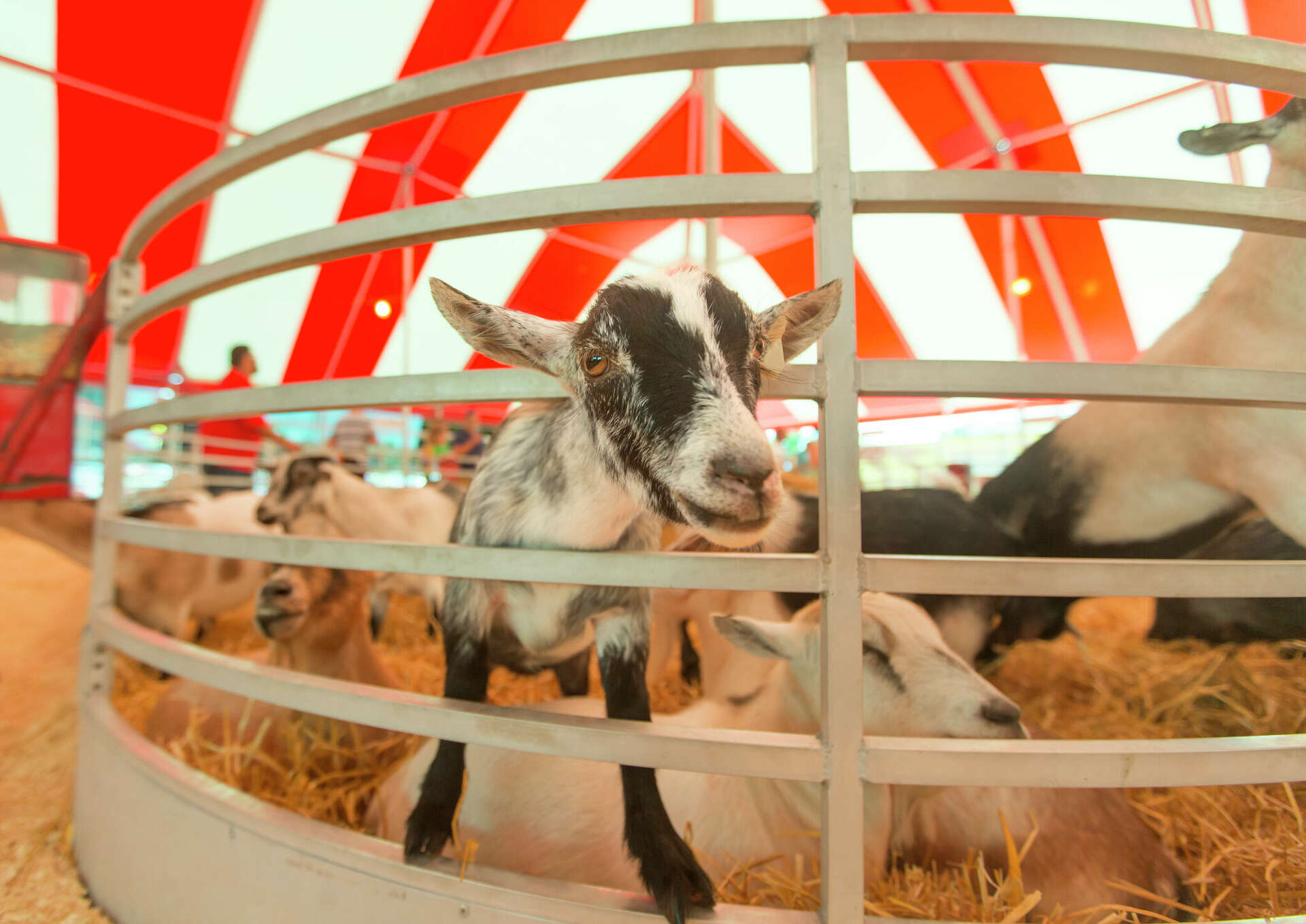 Midland County Fair returns to Midland