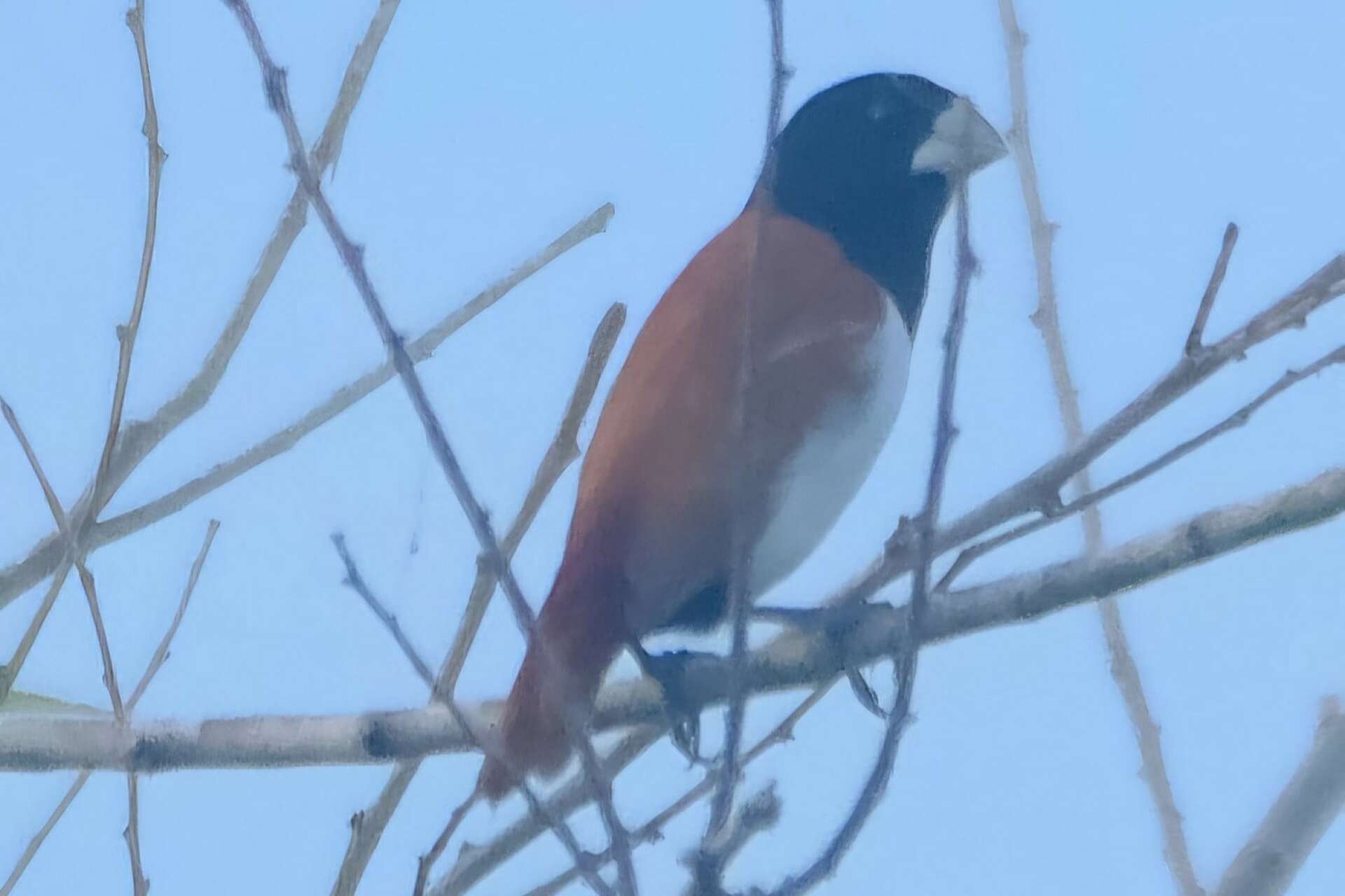 South Asian finch makes 'very rare' visit to South Texas