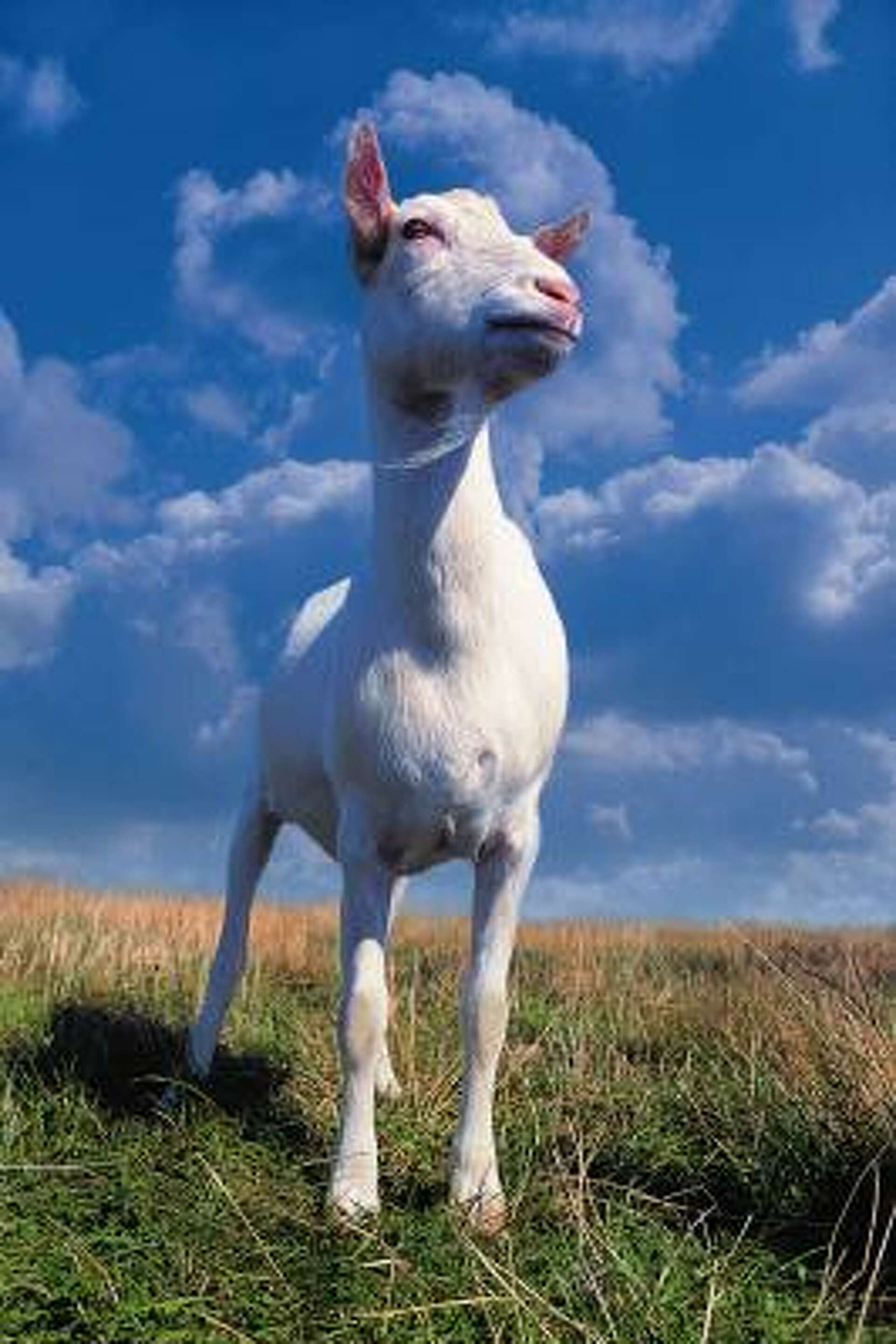 How to Buy a Goat Farm