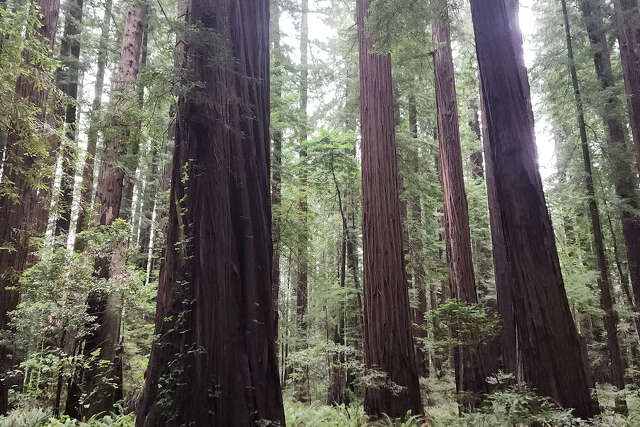 A serene Northern Calif. campground where you don't need a reservation