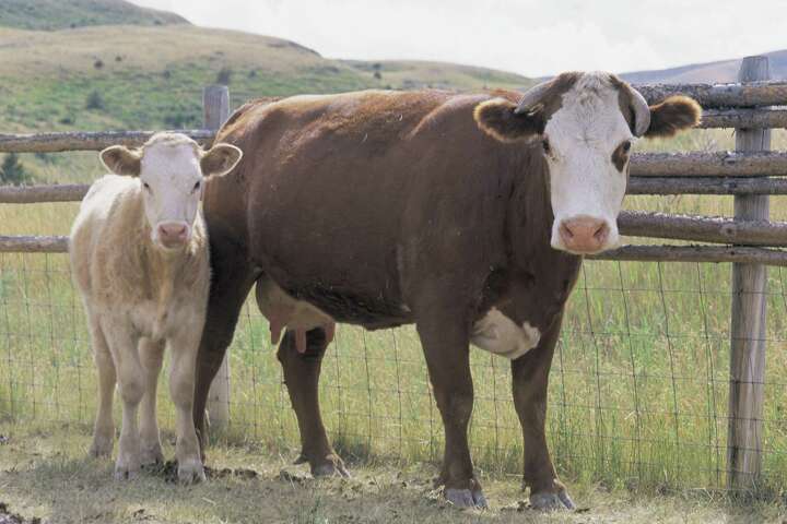 Cattle Farm Start-Up Grants