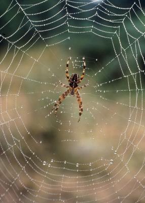 How to Create a Story Web Worksheet