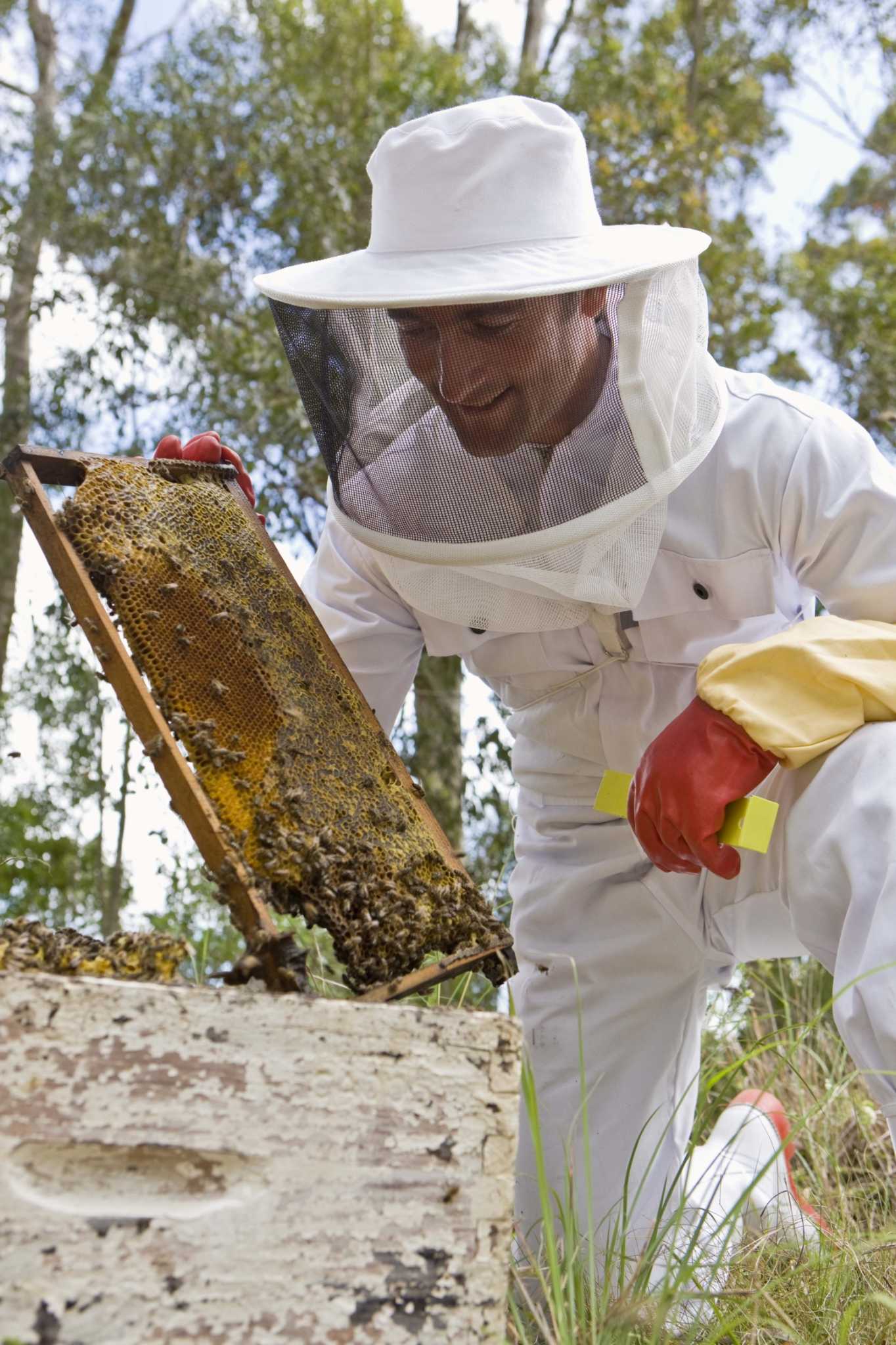 Grants for Starting an Apiary