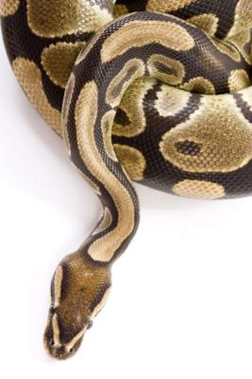 How to Kill Rats for a Ball Python