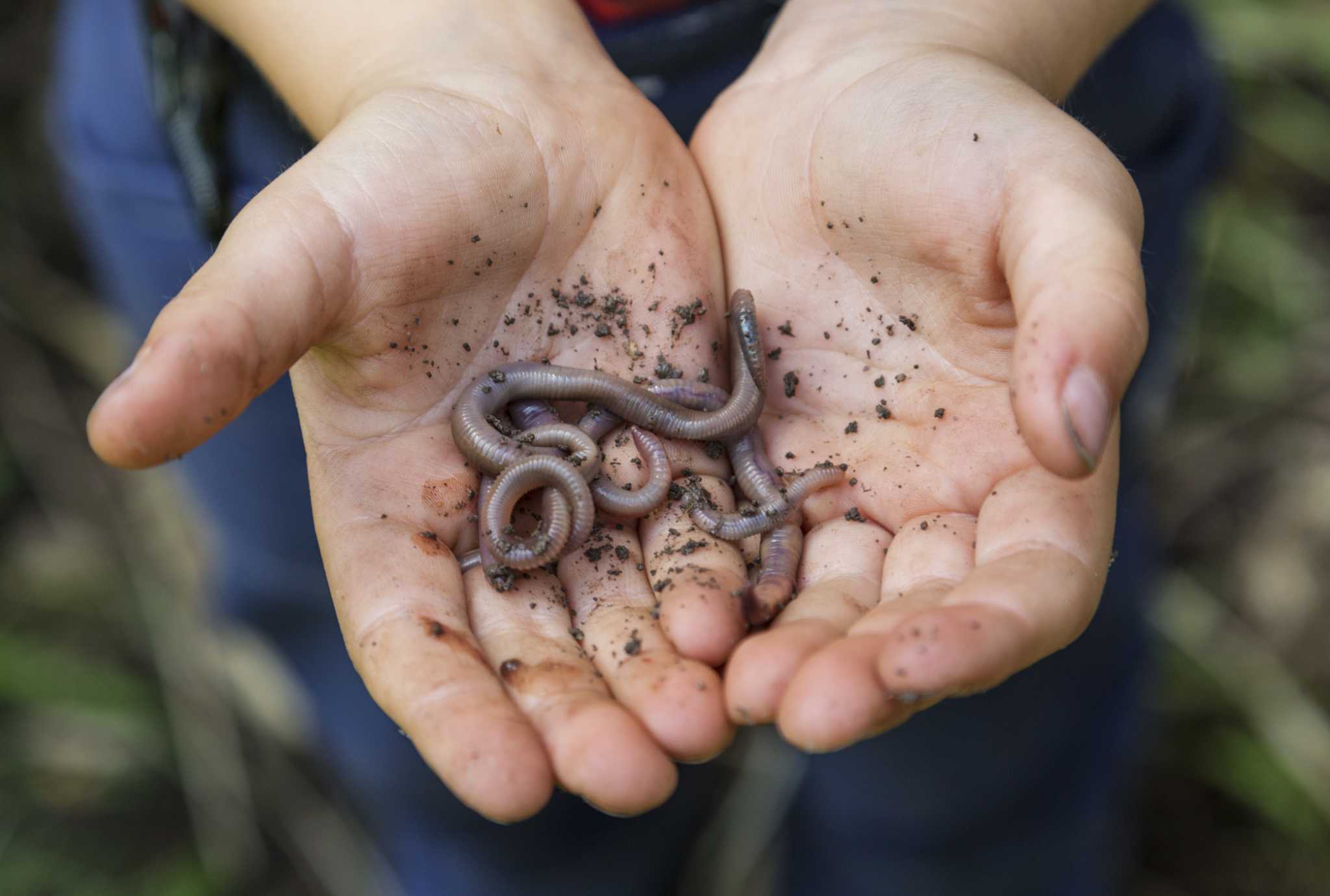 How to Make a Blood Worm Farm