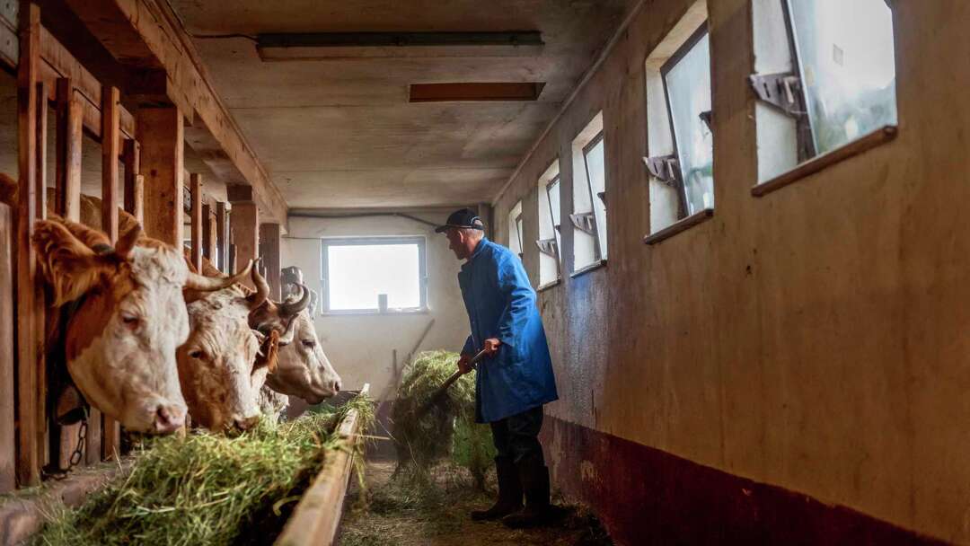 How to Make Money Buying & Selling Cattle