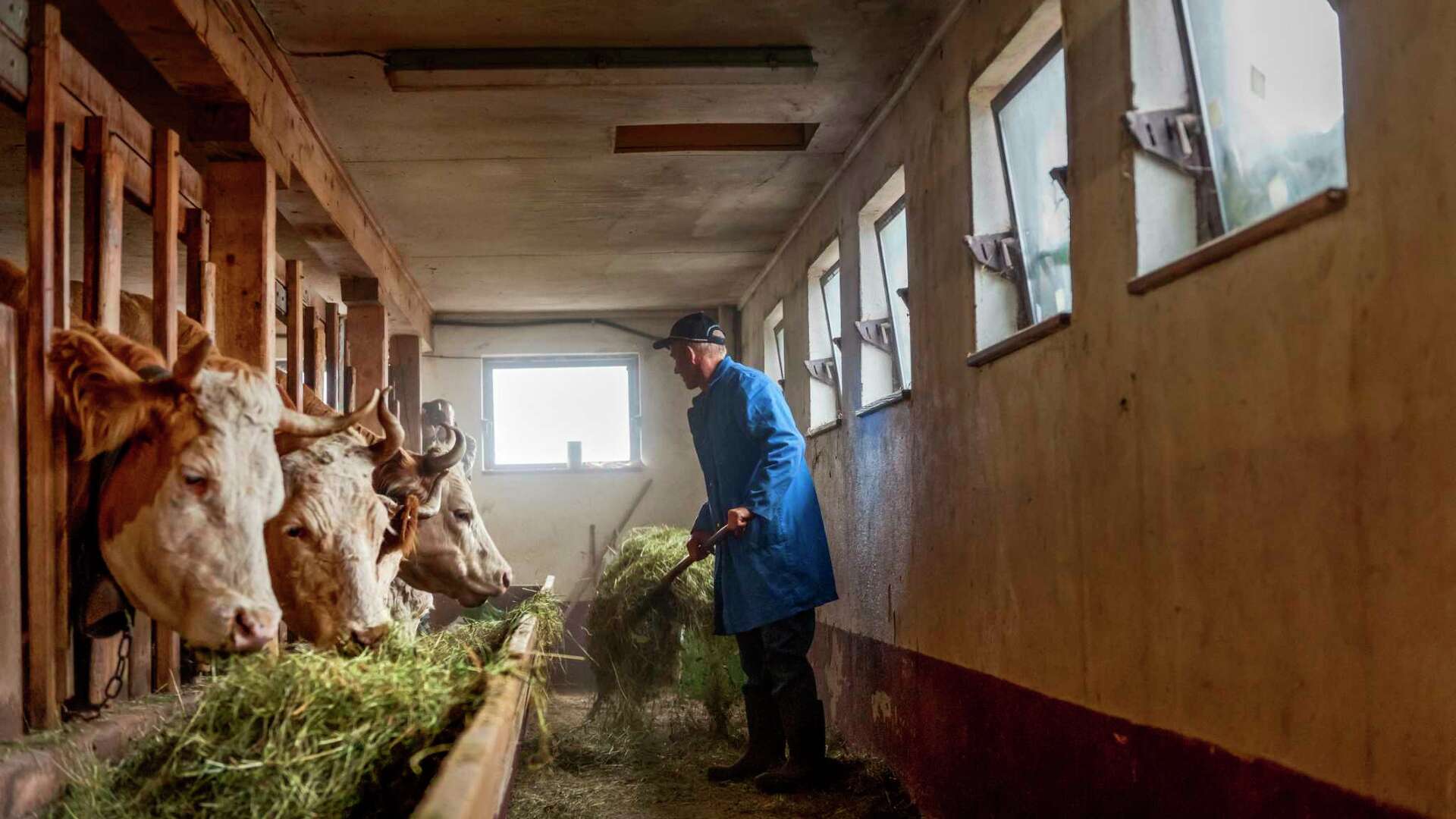 How to Make Money Buying & Selling Cattle