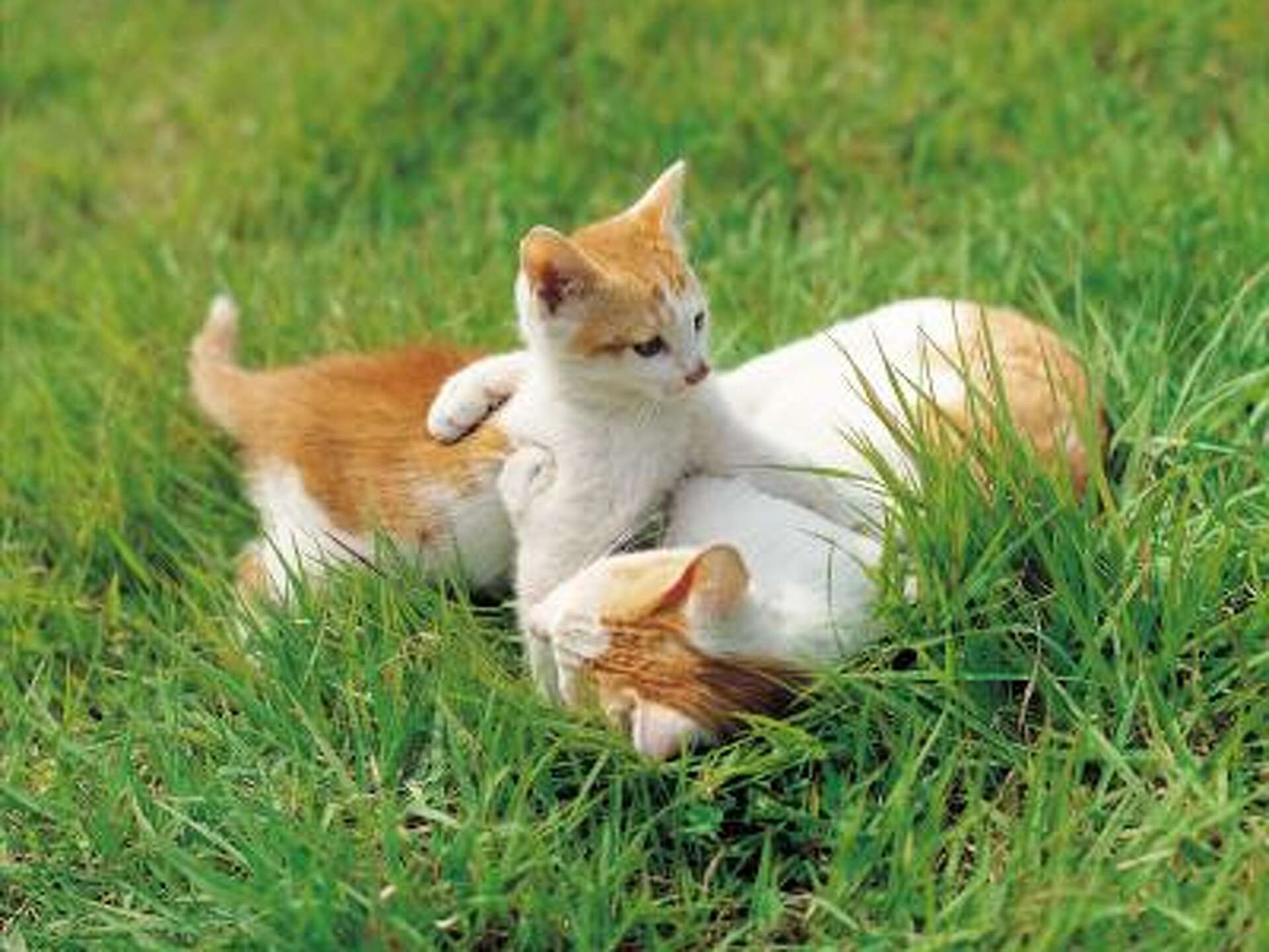 How to Open a Cattery