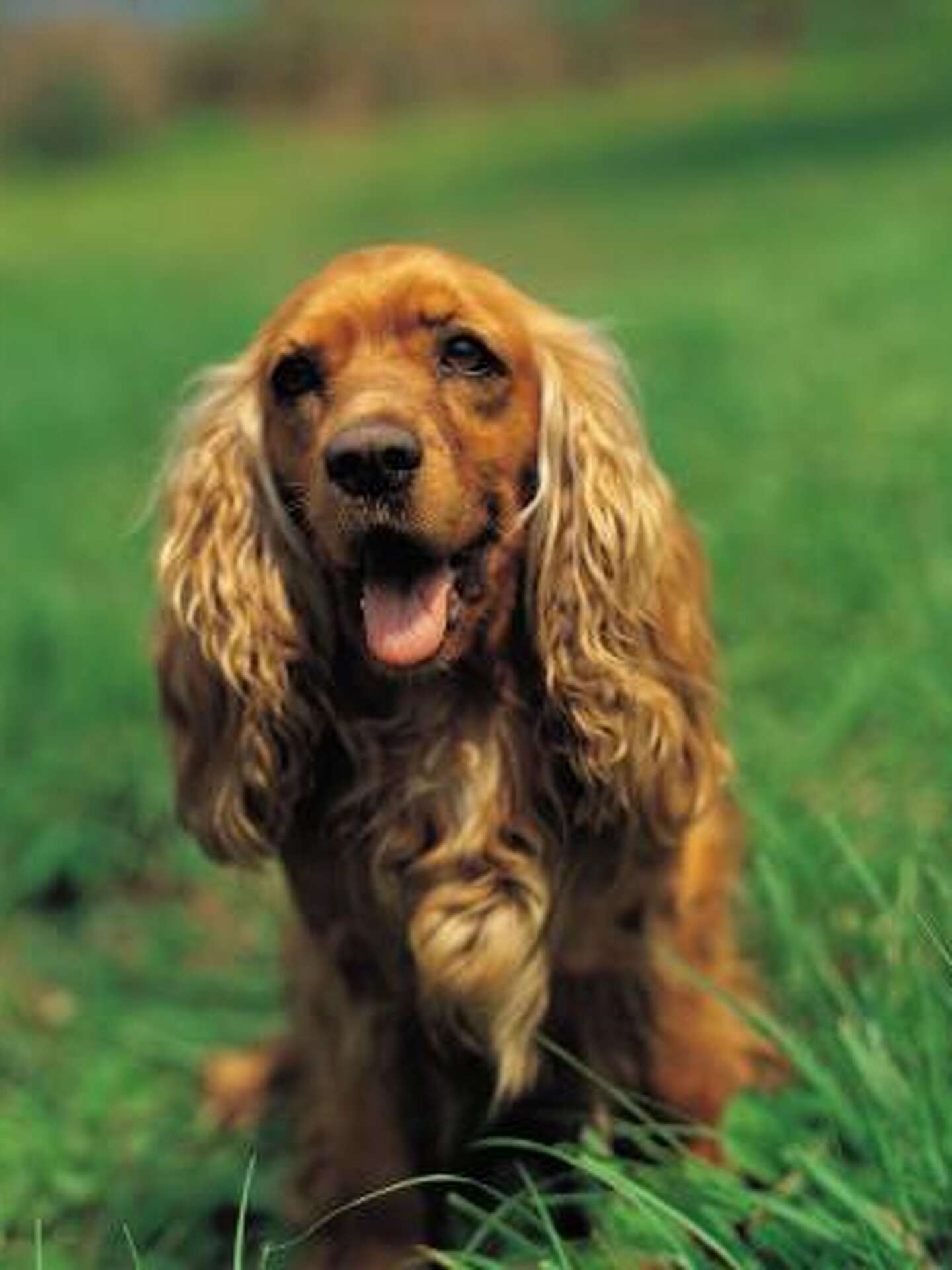 How to Operate an Animal Rescue and the Tax Benefits