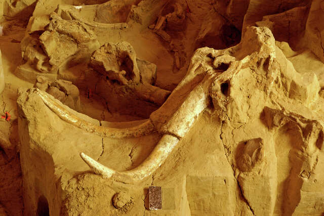 Fossils of mammoth that once roamed Texas found at lake