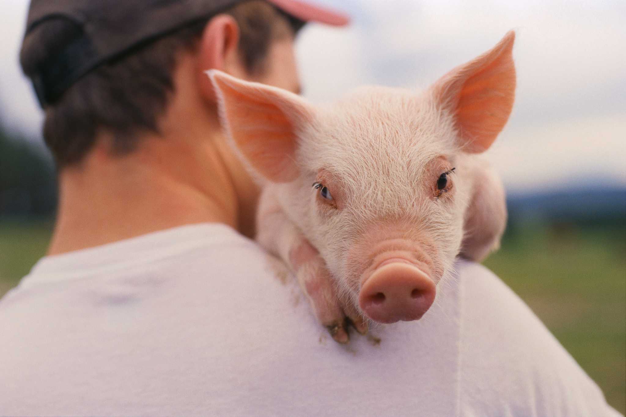 How to Raise Hogs for Profit on a Small Farm