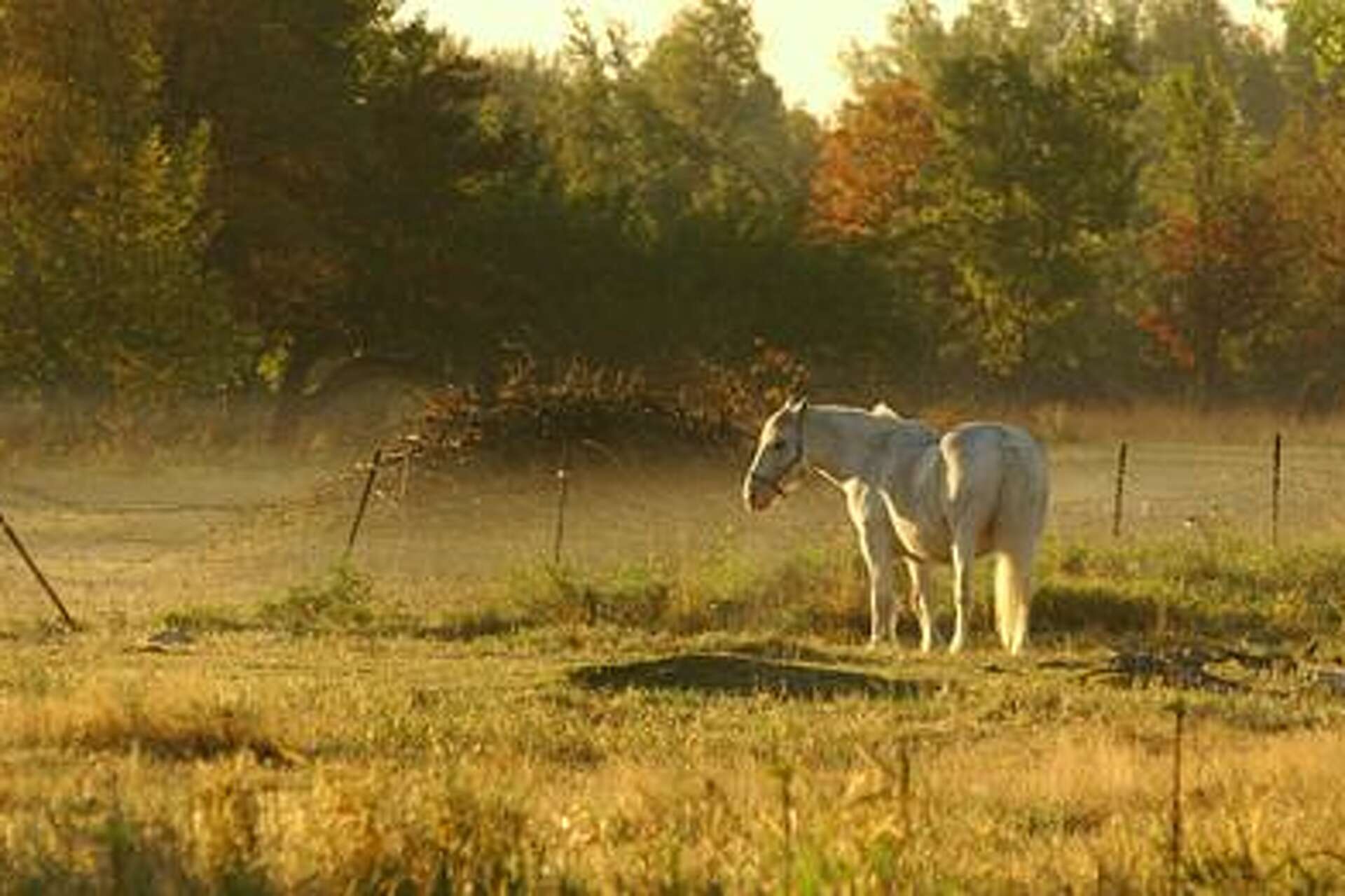 Ranching Business Ideas