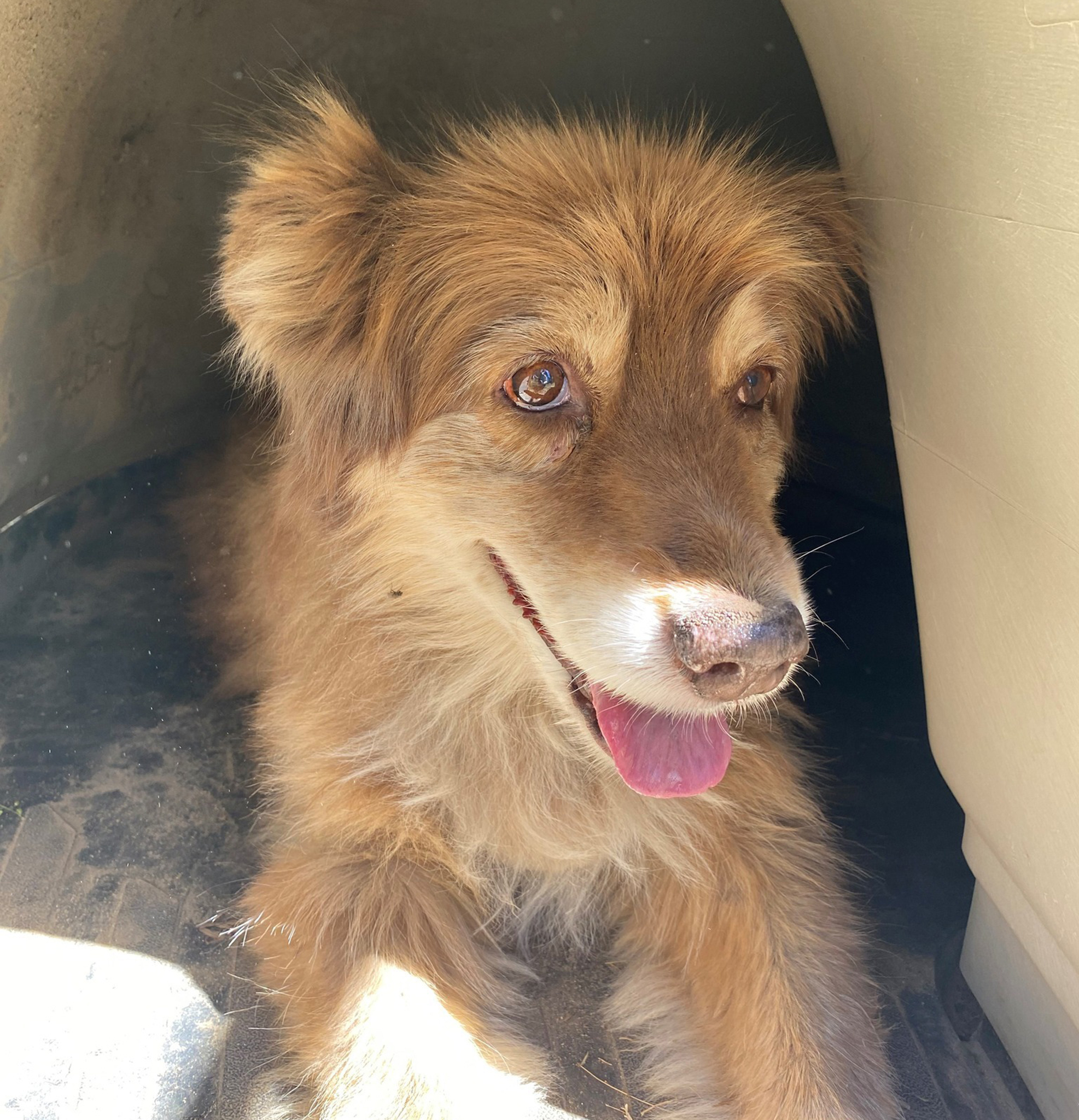 A dog was found in the Calif. Sierra, but his owner remains missing