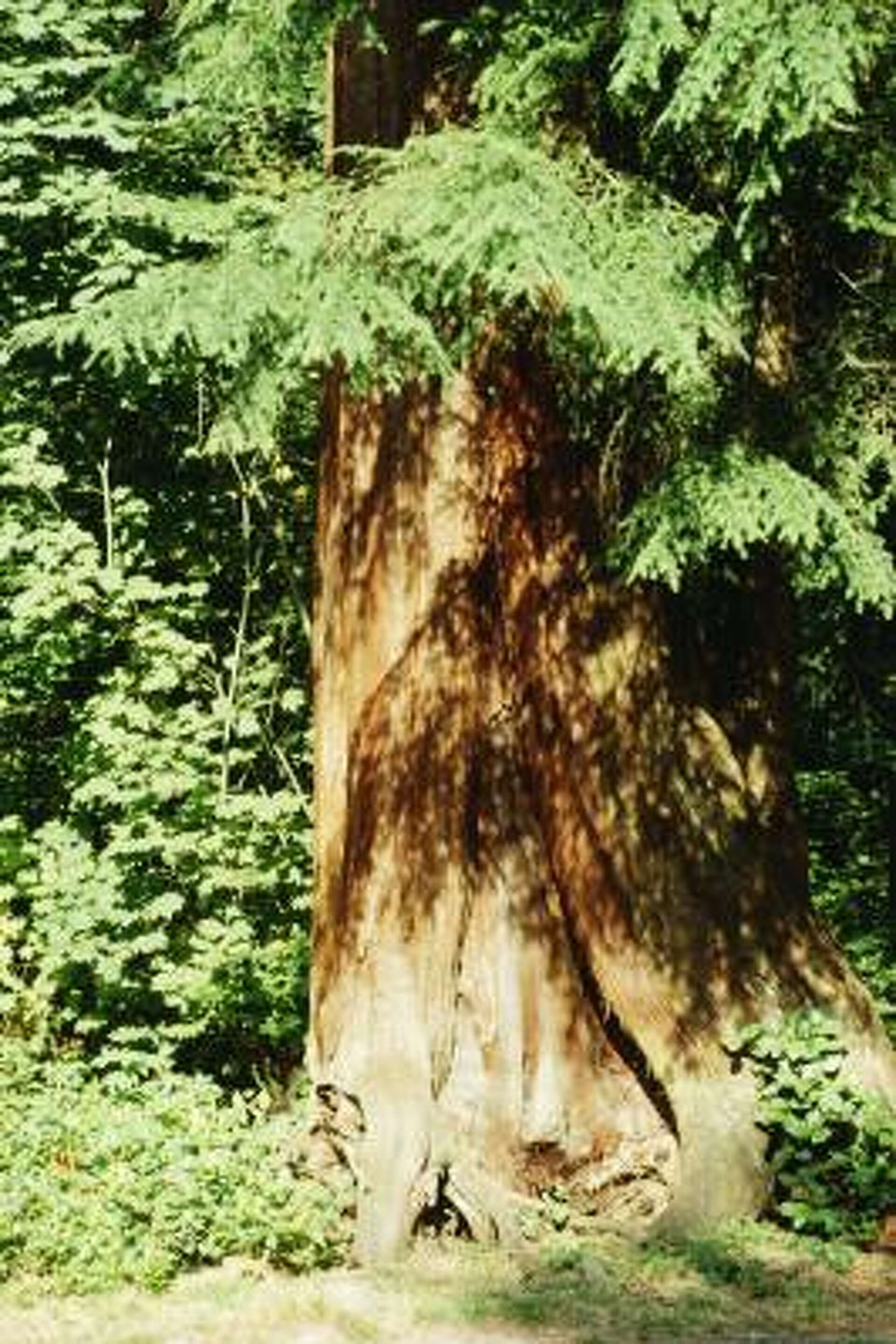 Selling Red Cedar Logs