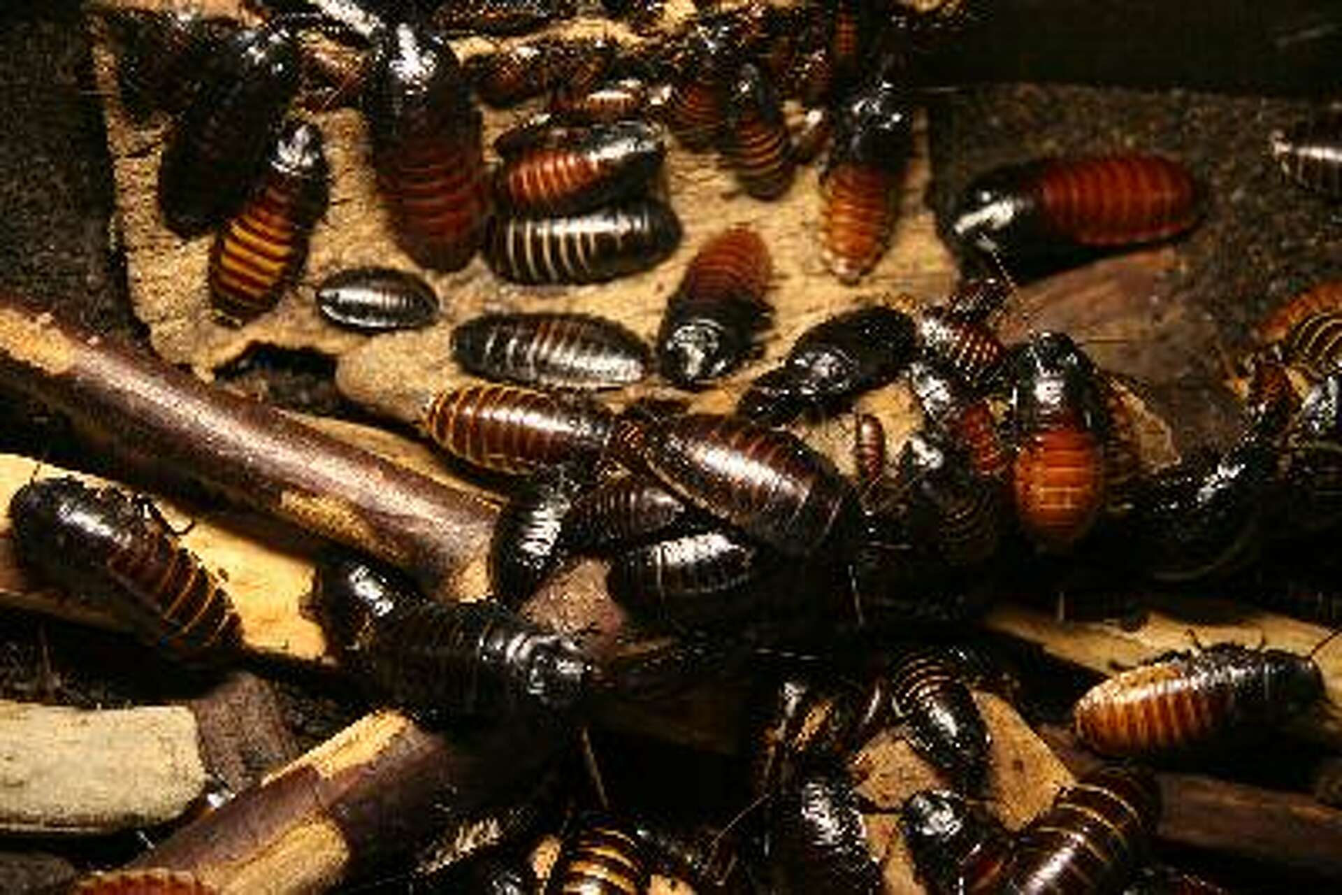 Standard Operating Procedure for Pest Control