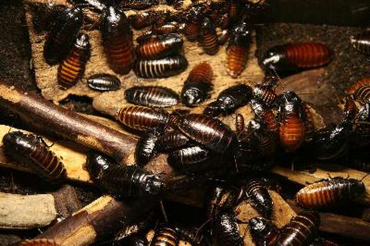 Standard Operating Procedure for Pest Control