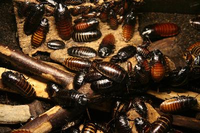 Standard Operating Procedure for Pest Control