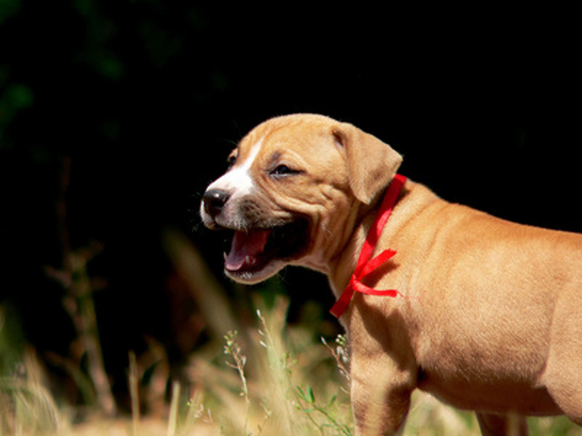 How to Start a Nonprofit Animal Rescue