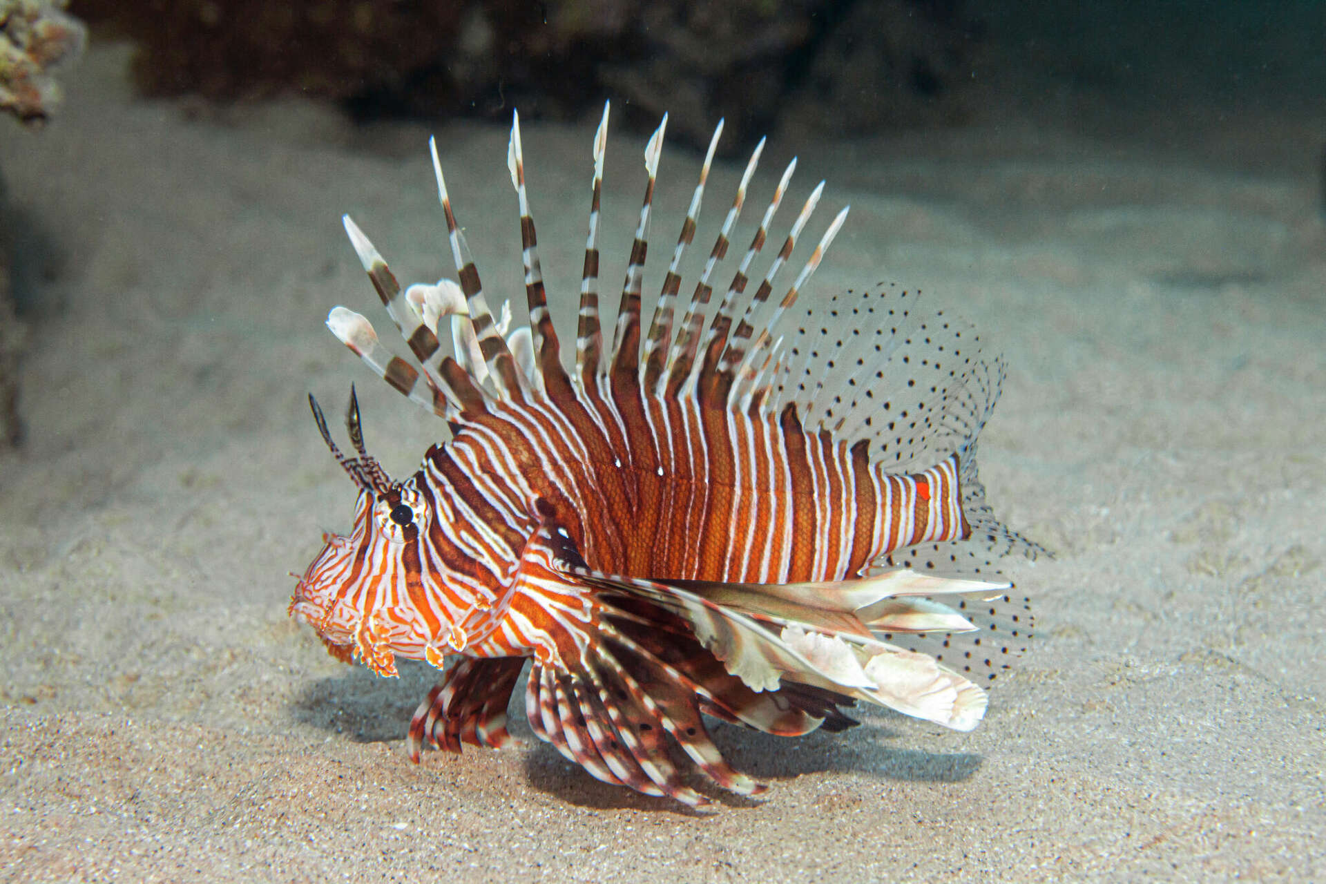TPWD wants you to eat more lionfish to fight invasion