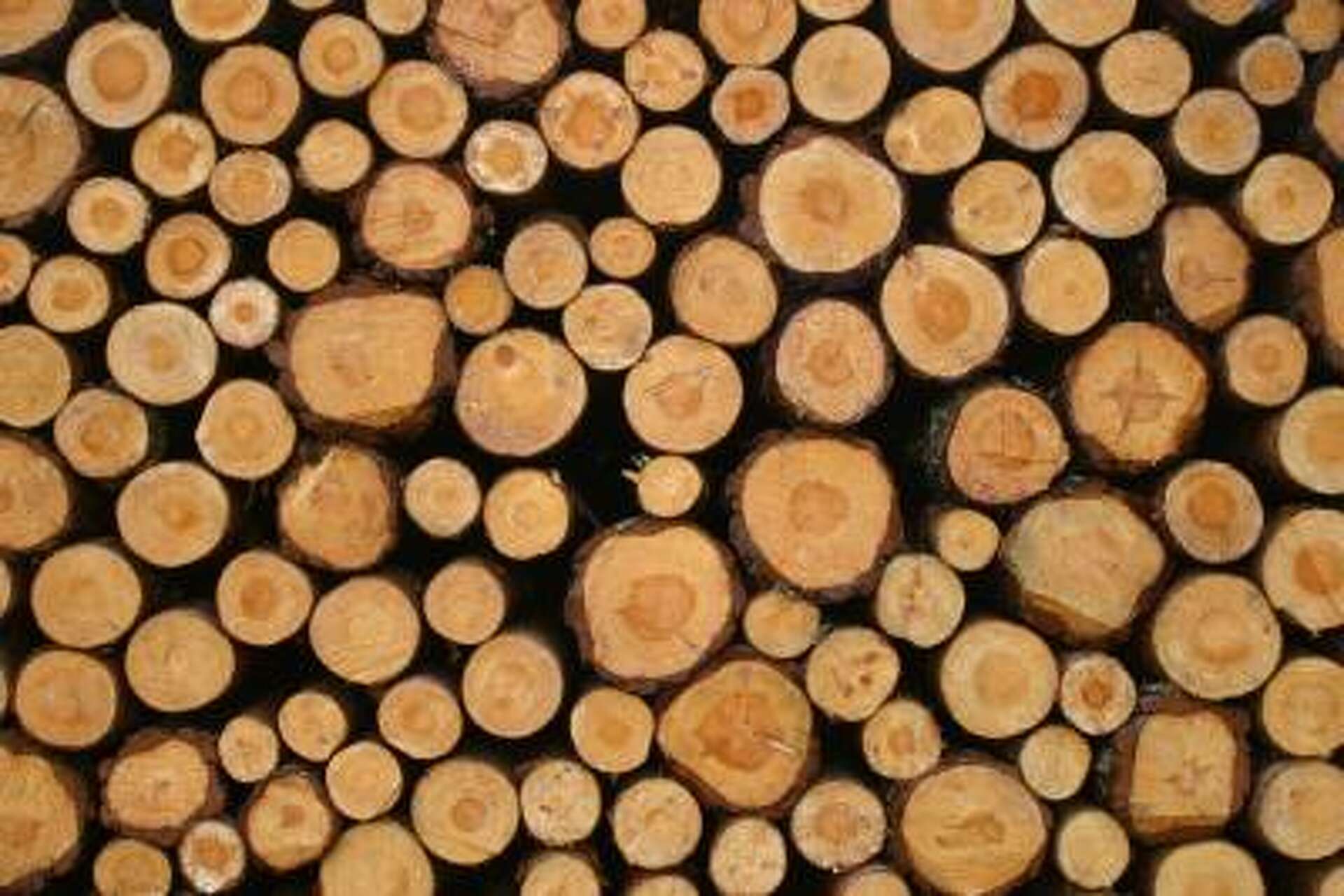 How to Start a Wood Cutting & Logging Business