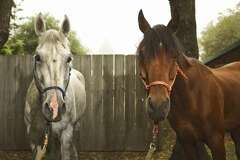 How to Write a Business Plan for an Equine Facility