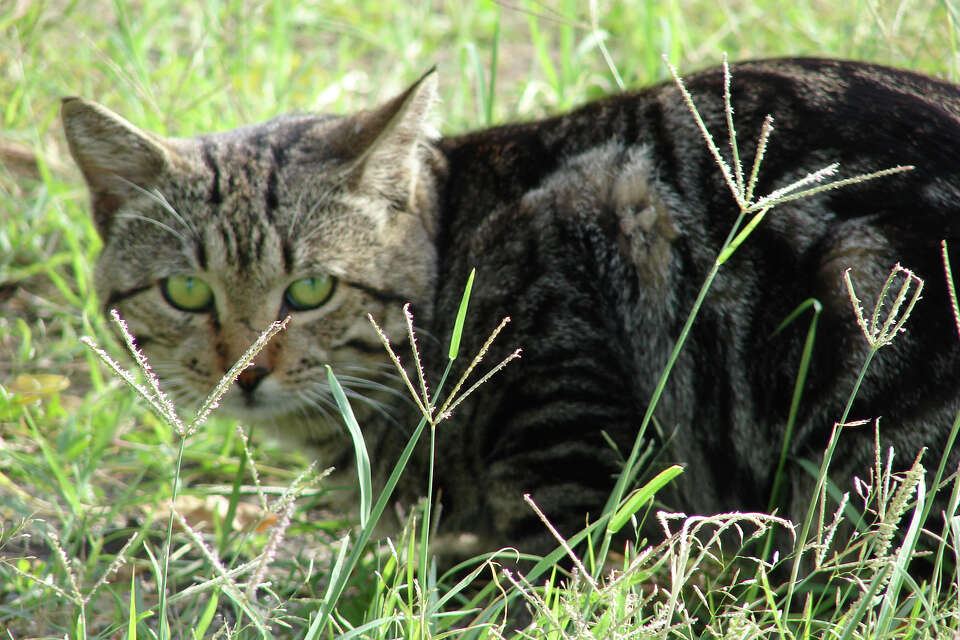 Hundreds of cats roam freely on this remote Hawaii island