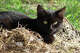 Hundreds of cats roam freely on this remote Hawaii island