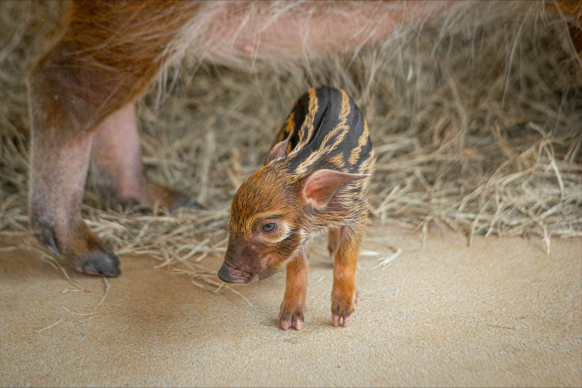 Houston Zoo: Red river hog piglet killed in attack