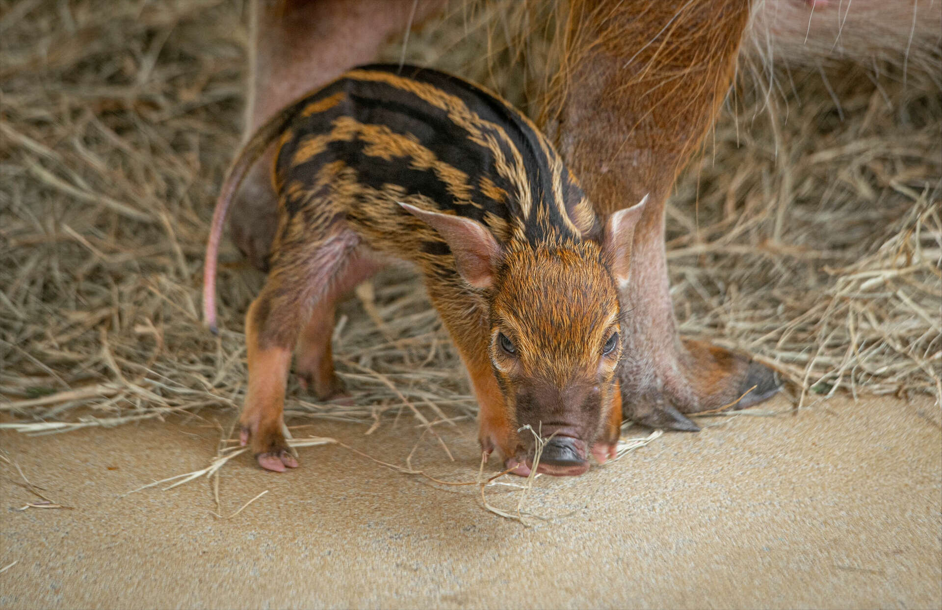 Houston Zoo red river hog gives birth to baby piglet