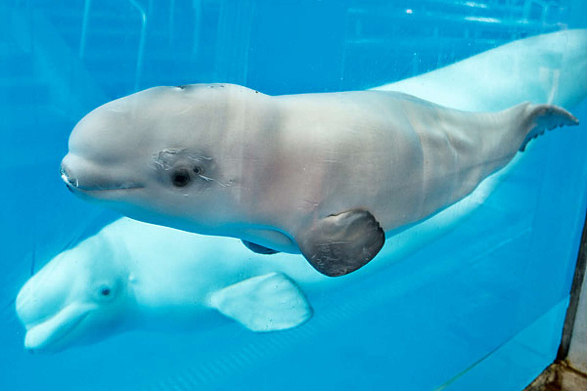 New addition to SeaWorld family makes a splash