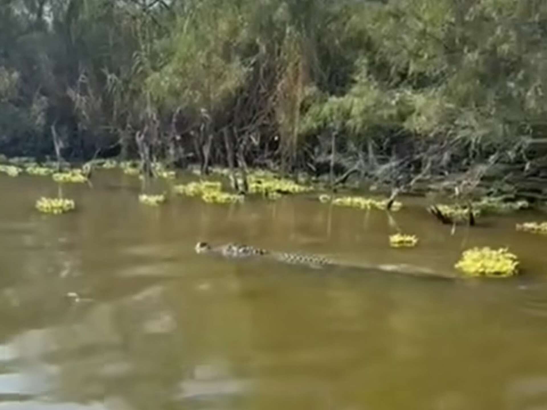 Alligator sighting captured by Border Patrol in Rio Grande