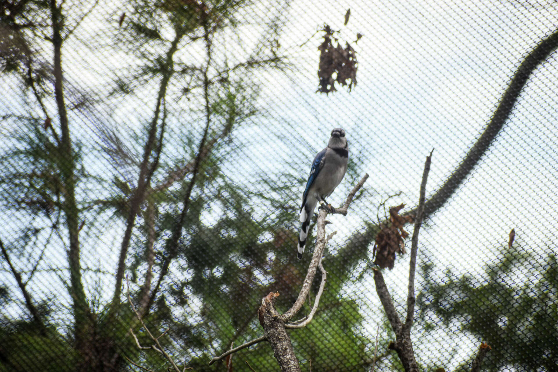 Texas zoo's new exhibit is all about birds