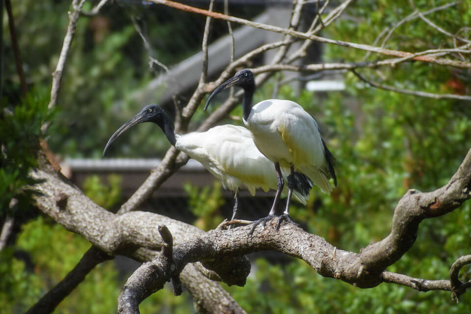 Texas zoo's new exhibit is all about birds