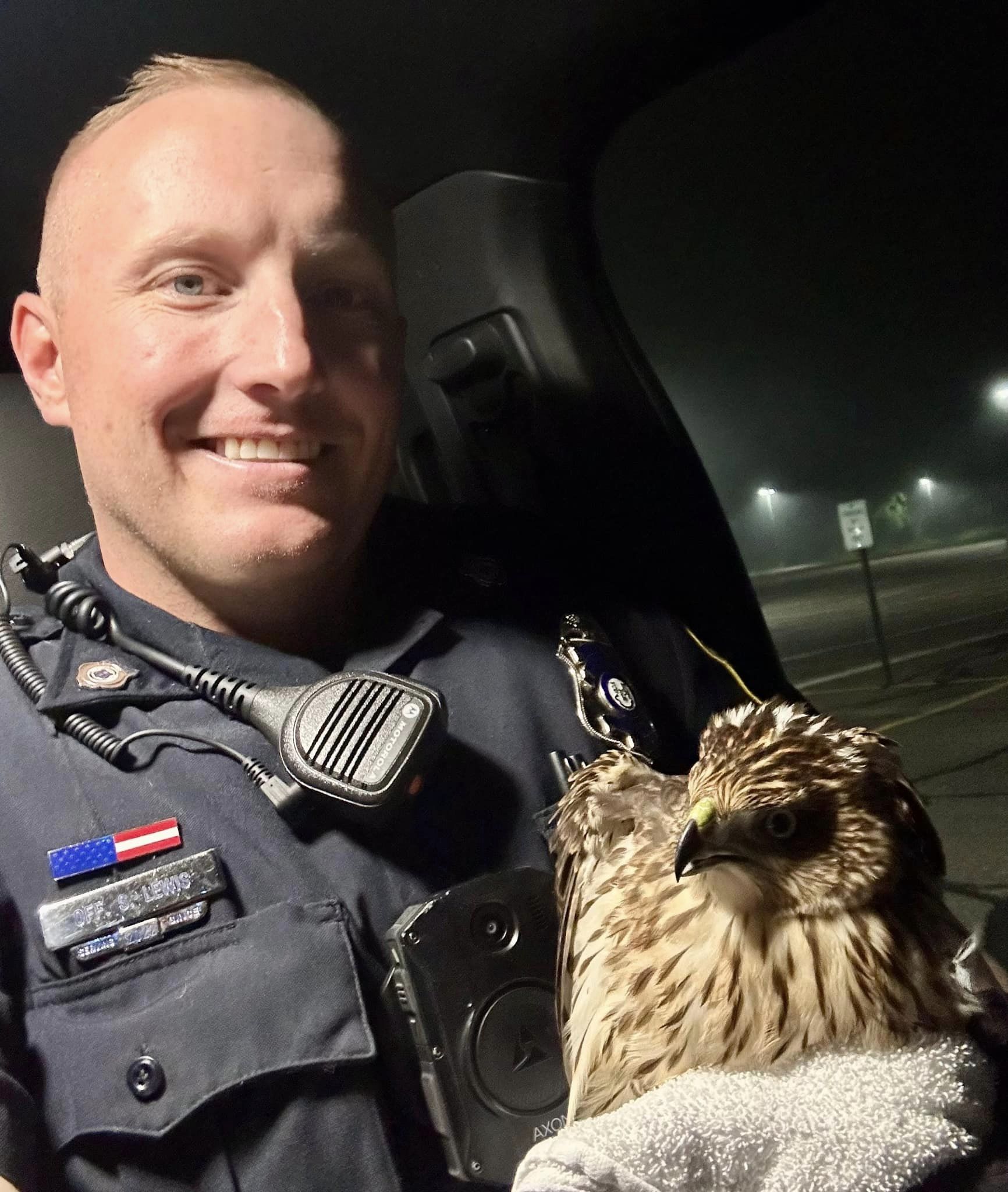 Enfield police officer helps save an injured red-tailed hawk — again