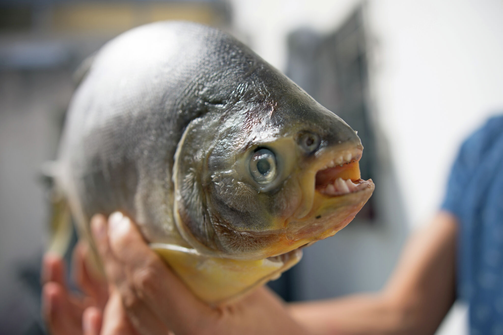 'Weird' invasive fish with human-like teeth caught in Texas